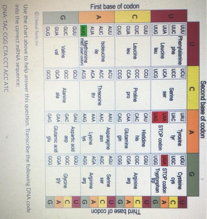 Solved Second base of codon с U U UUU UCU Phenylalanine UUC | Chegg.com