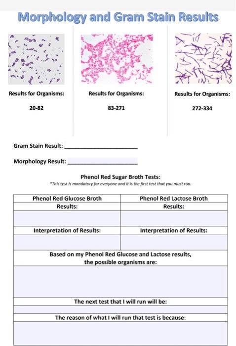 Solved Morphology and Gram Stain Results Results for | Chegg.com