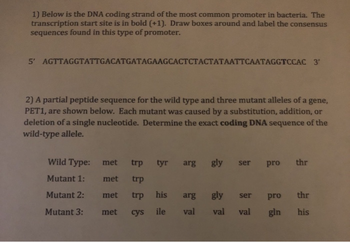 Solved 1) Below is the DNA coding strand of the most common | Chegg.com