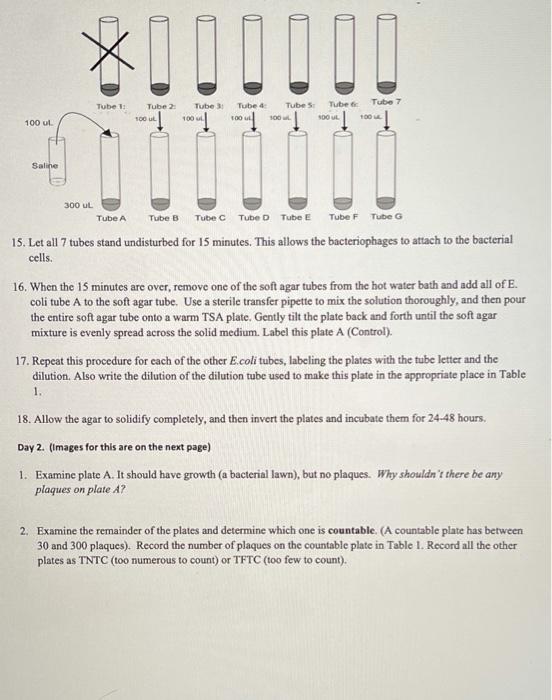 Solved Bacteriophage Lab In this lab you will make a series | Chegg.com