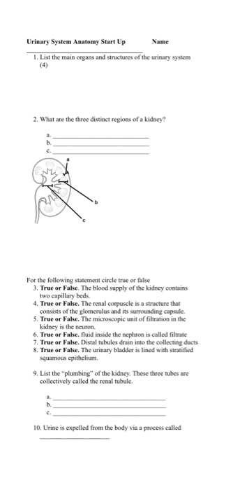 Solved Urinary System Anatomy Start Up Name 1. List the main | Chegg.com