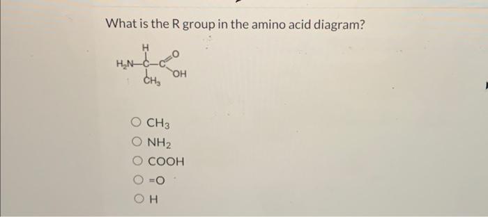 Solved What is the R group in the amino acid diagram? | Chegg.com
