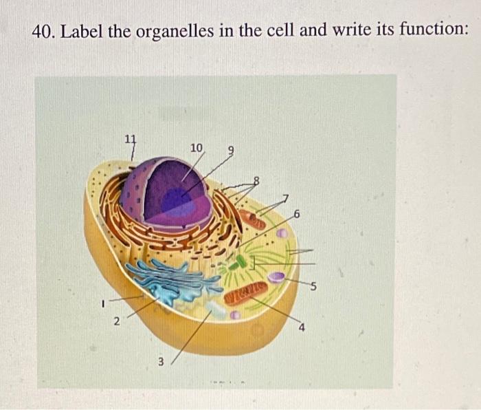 40. Label the organelles in the cell and write its | Chegg.com