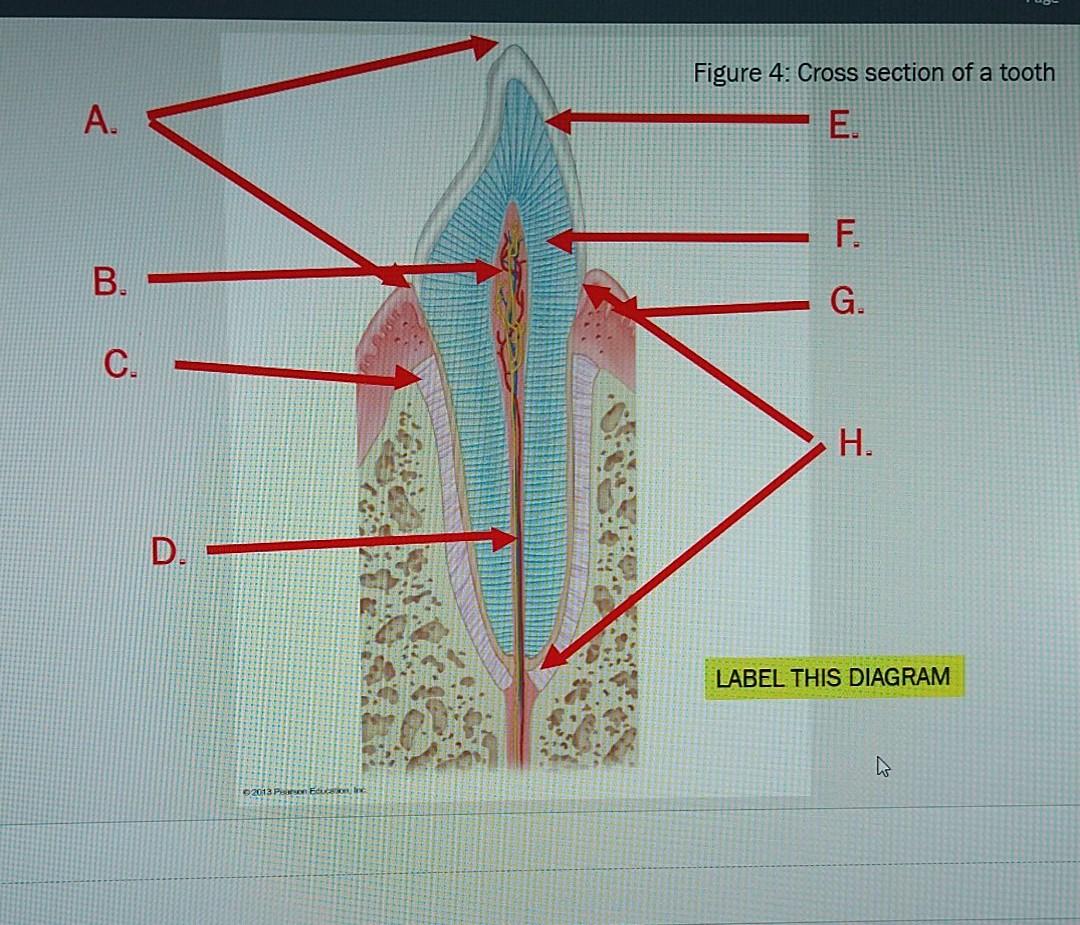 Solved Figure 4: Cross section of a tooth E. A. F. B. G. C. | Chegg.com