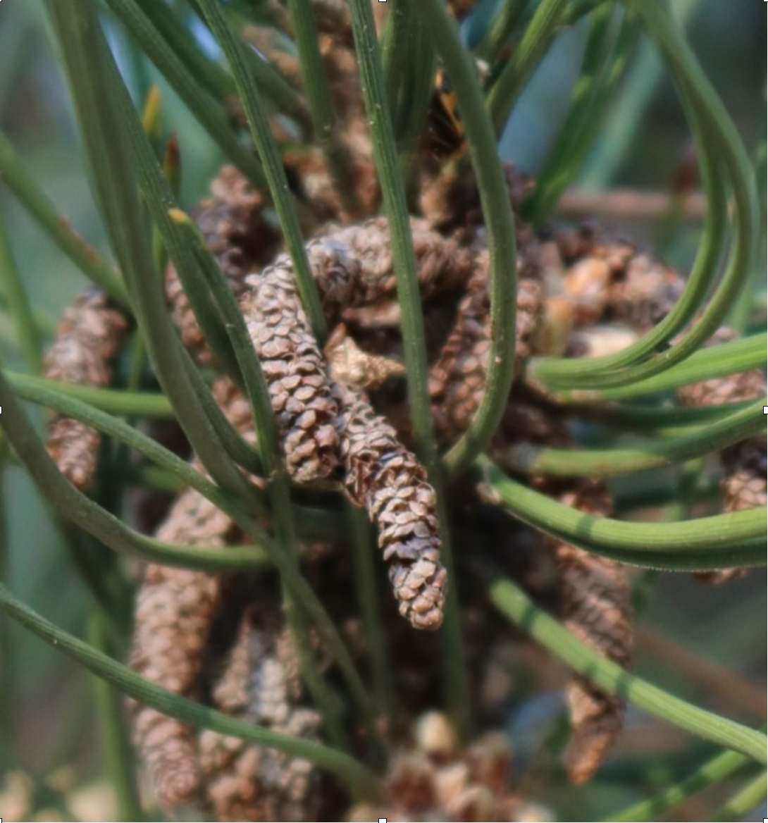 Solved This image below shows the fascicled needles of Pinus | Chegg.com