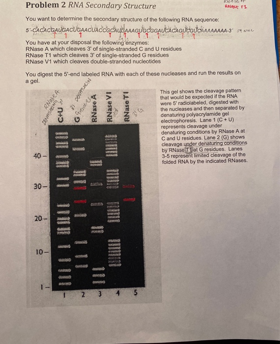 RNA 36 Not T1 Problem 2 RNA Secondary Structure You | Chegg.com