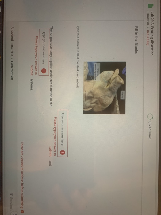 Solved Lab 09-A: Fetal pig dissection Homework . Due in a | Chegg.com