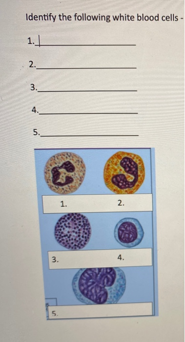 Solved Identify the following white blood cells - 1.1 2. 3. | Chegg.com
