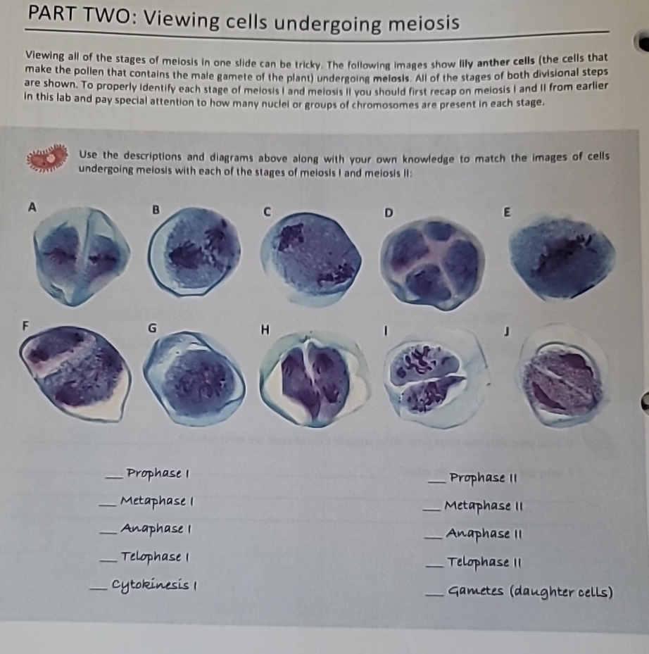Solved PART TWO: Viewing cells undergoing meiosisViewing all | Chegg.com