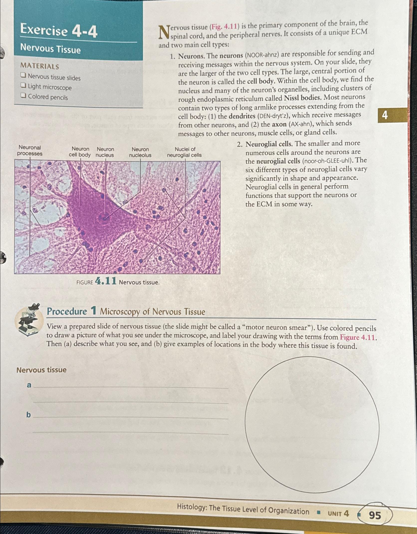 Solved Exercise 4-4\\nNervous Tissue\\nMATERIALS\\nNervous | Chegg.com