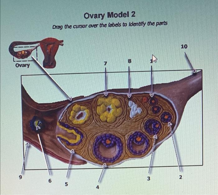 Solved Ovary Model 2 Drag the cursor over the labels to | Chegg.com