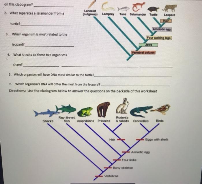 Solved Cladogram Worksheet Name: Period: 1. Fill in the | Chegg.com