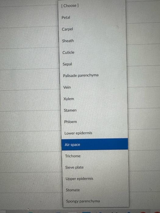 Solved Fig. 3. Paradermal leaf section. Match structure 1−13 | Chegg.com