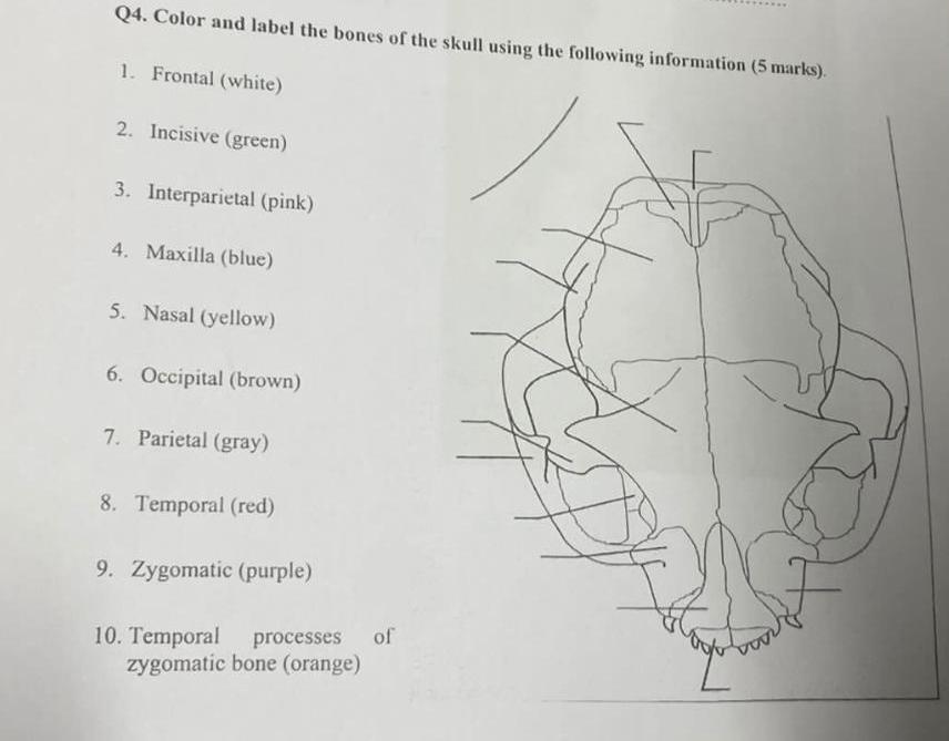 Solved Q4. ﻿Color and label the bones of the skull using the | Chegg.com