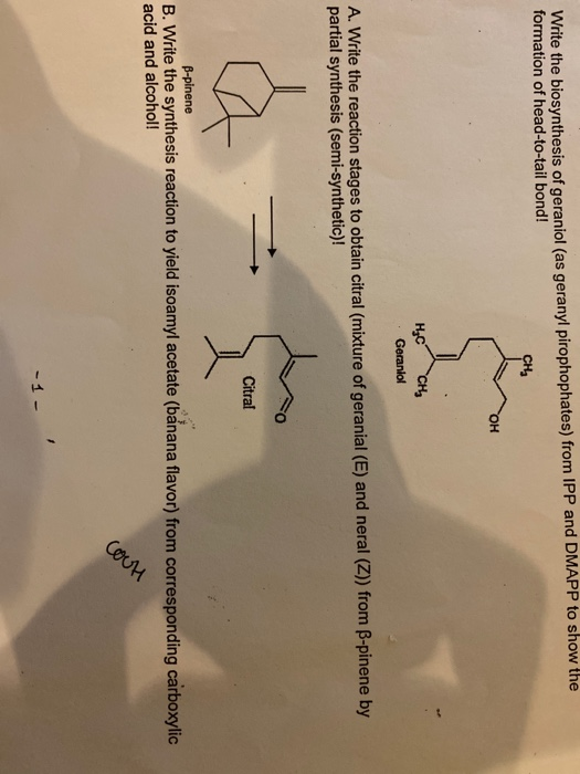 Solved Write the biosynthesis of geraniol (as geranyl | Chegg.com