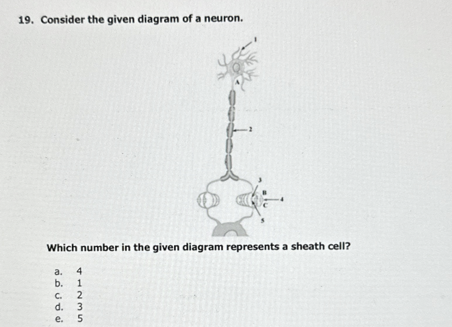 Solved Consider the given diagram of a neuron.Which number | Chegg.com