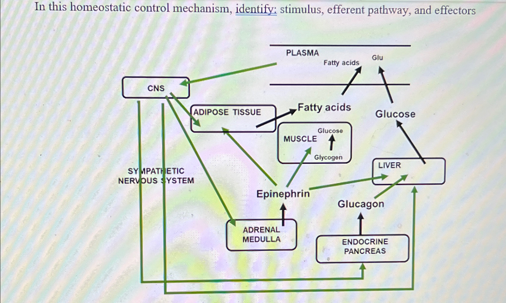 Solved In this homeostatic control mechanism, identify; | Chegg.com