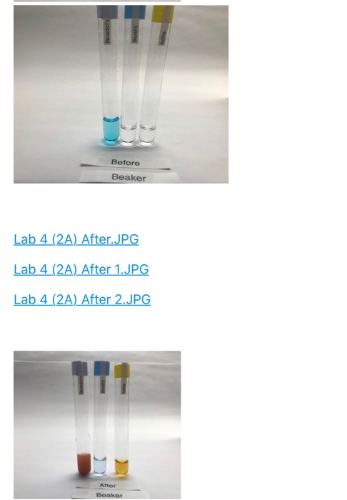 LAB 4: MOVEMENT THROUGH THE CELL MEMBRANE 1. | Chegg.com