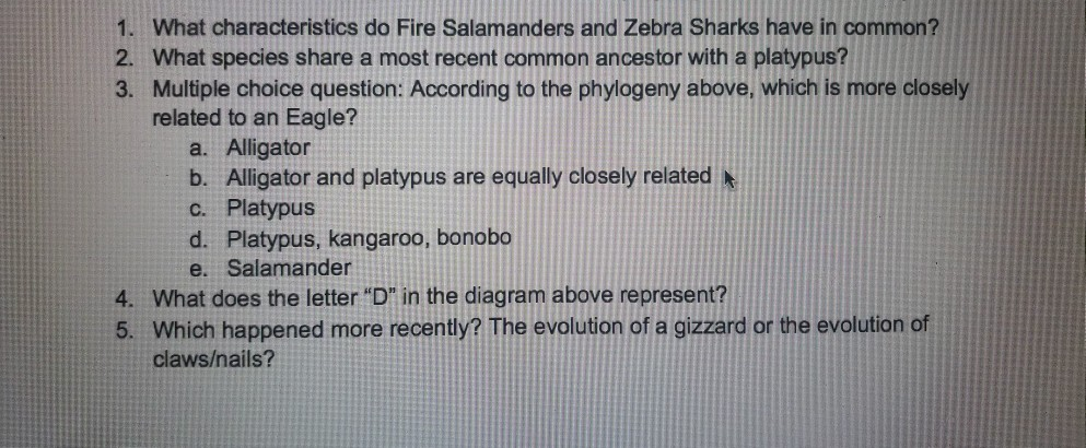 Solved Phylogeny A: Florida Black Zebra Northern Lancelet | Chegg.com