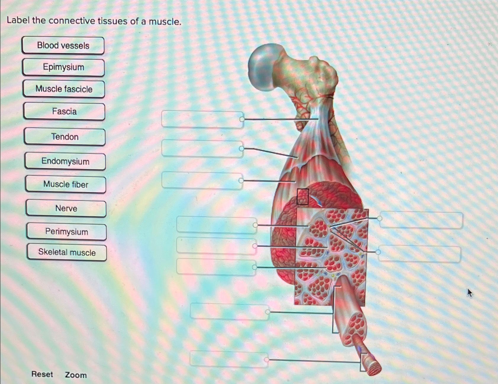 Solved Label the connective tissues of a muscle.Blood | Chegg.com