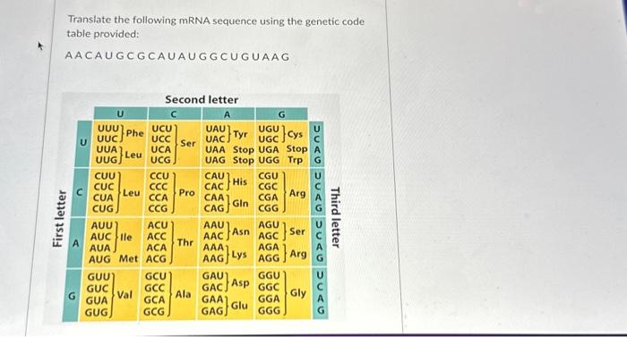 Solved Translate the following mRNA sequence using the | Chegg.com