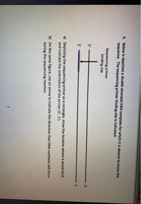 Solved 6. Below is depicted a double stranded DNA template | Chegg.com