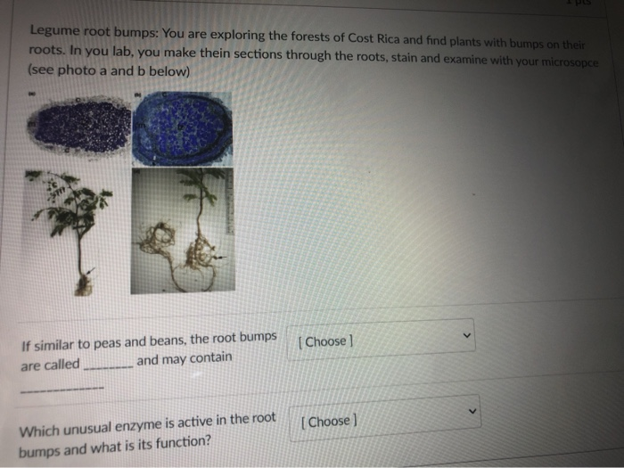 Solved Legume root bumps: You are exploring the forests of | Chegg.com
