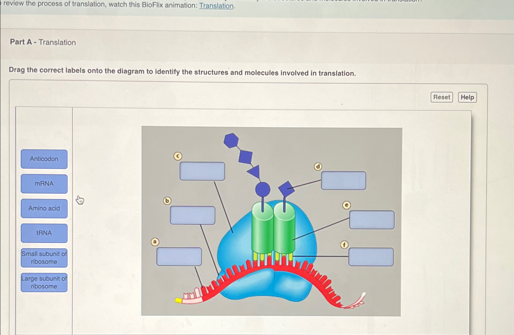 Solved review the process of translation, watch this BioFlix | Chegg.com