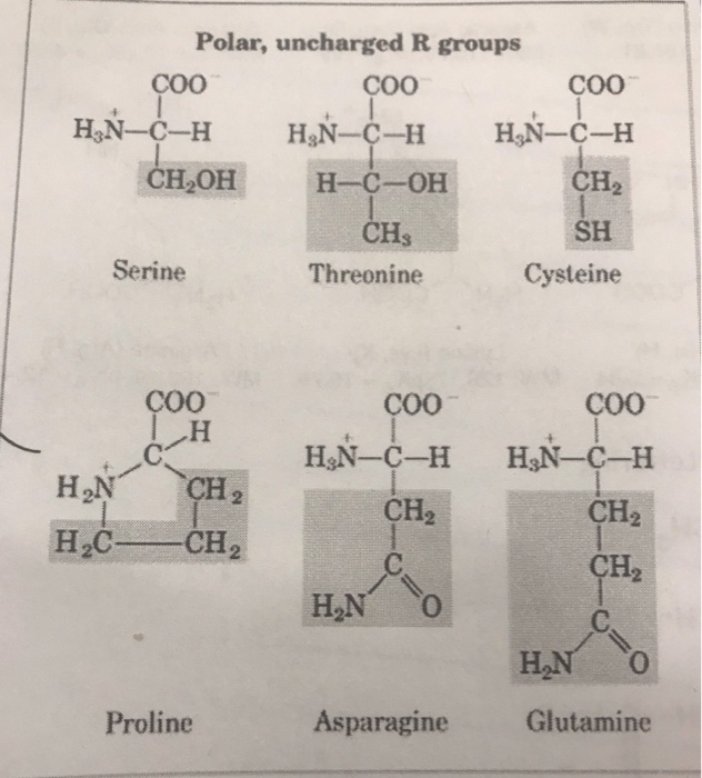 Solved coo Polar, uncharged R groups ÇOO çoo HAN-C-H HIN-C-H | Chegg.com