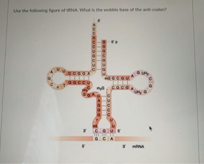 Solved Use the following figure of tRNA. What is the wobble | Chegg.com