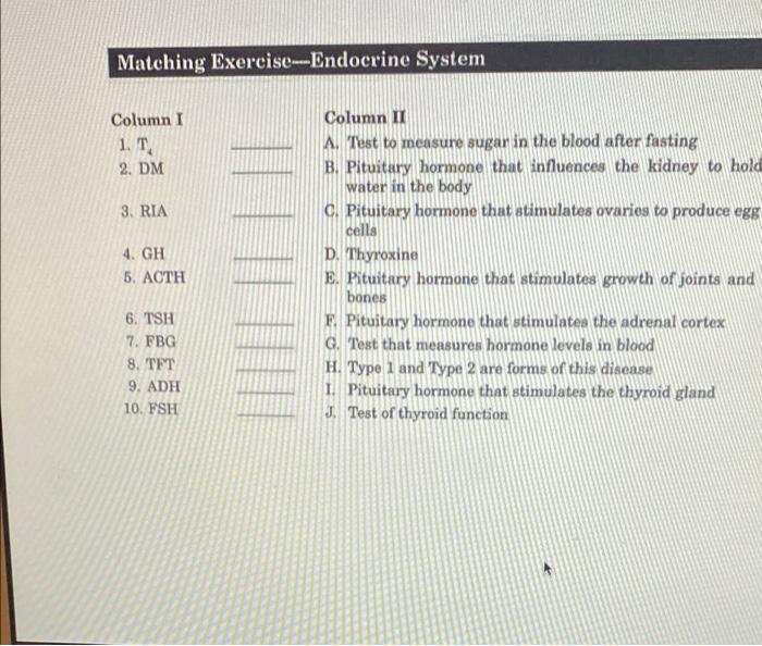 Solved Matching Exercise-Endocrine System Column T 1. T. 2. | Chegg.com
