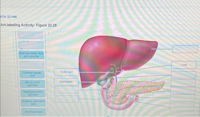 Solved K Ch 23 HW Art-labeling Activity: Figure 23.28 Main | Chegg.com