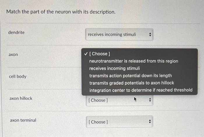 Solved Match the part of the neuron with its description. | Chegg.com
