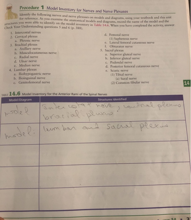 Procedure 1 Model Inventory for Nerves and Nerve | Chegg.com