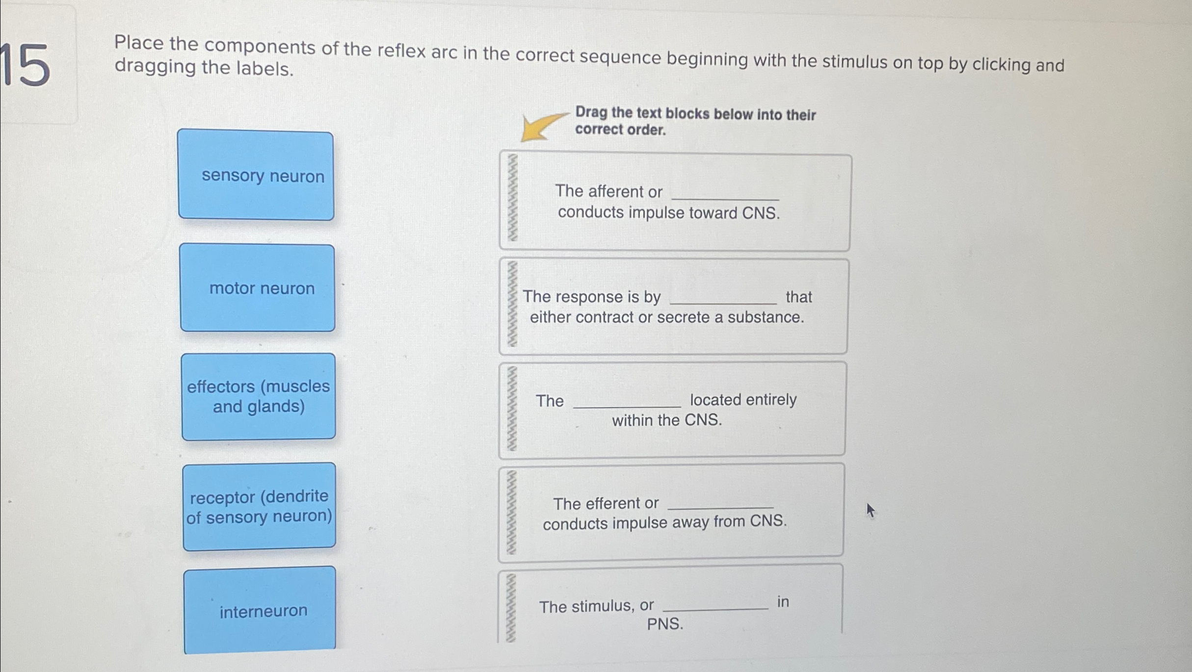 Solved Place the components of the reflex arc in the correct | Chegg.com
