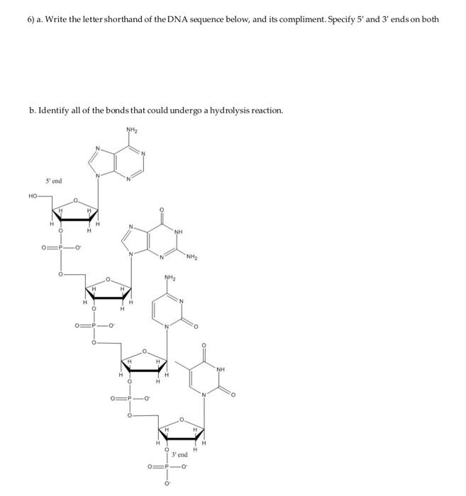 Solved 6) a. Write the letter shorthand of the DNA sequence | Chegg.com