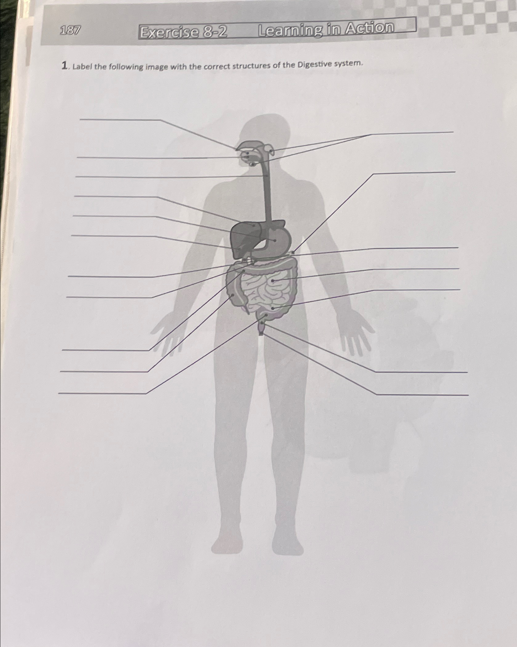 Solved 187Exercise 8-2 ﻿Learning in ActionLabel the | Chegg.com