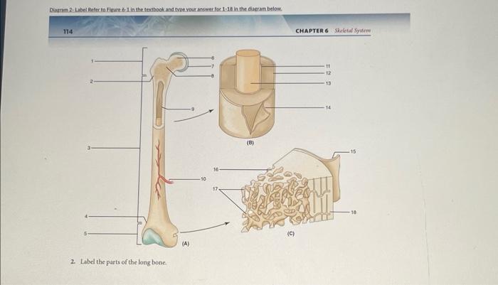 Solved 114 2. Label the parts of the long bone. | Chegg.com