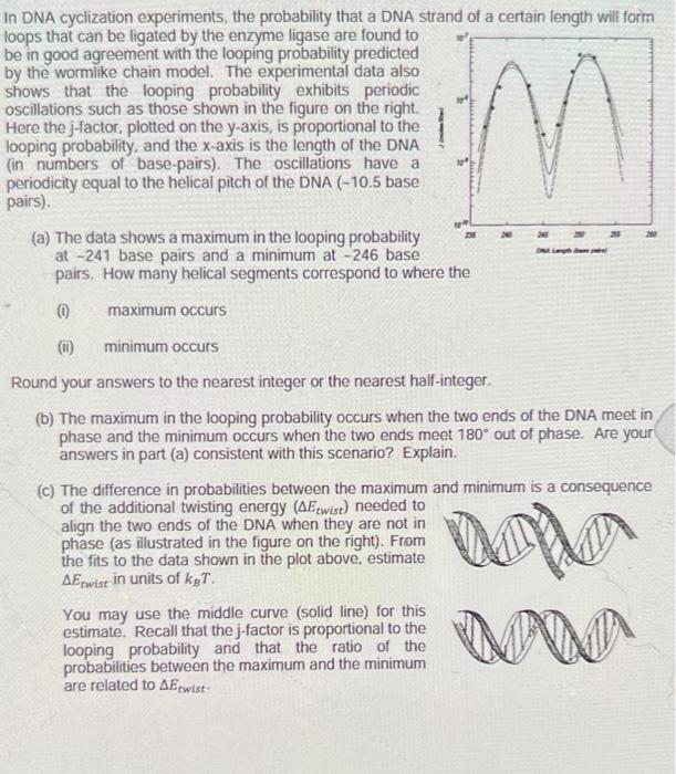 Solved in DNA cyclization experiments, the probability that | Chegg.com