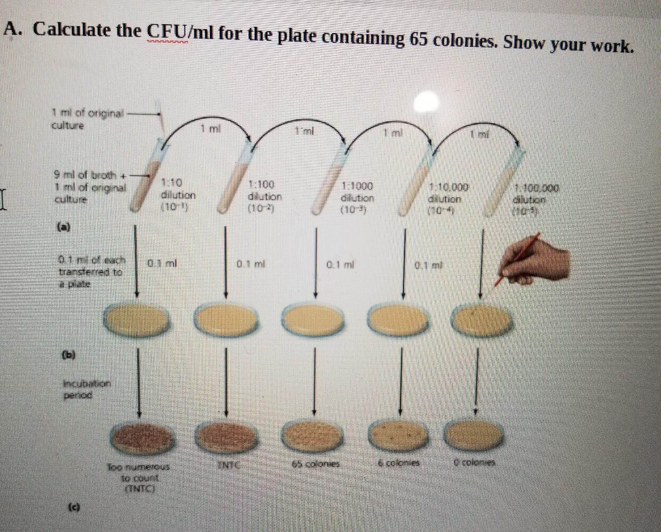 Solved A. Calculate the CFU/ml for the plate containing 65 | Chegg.com