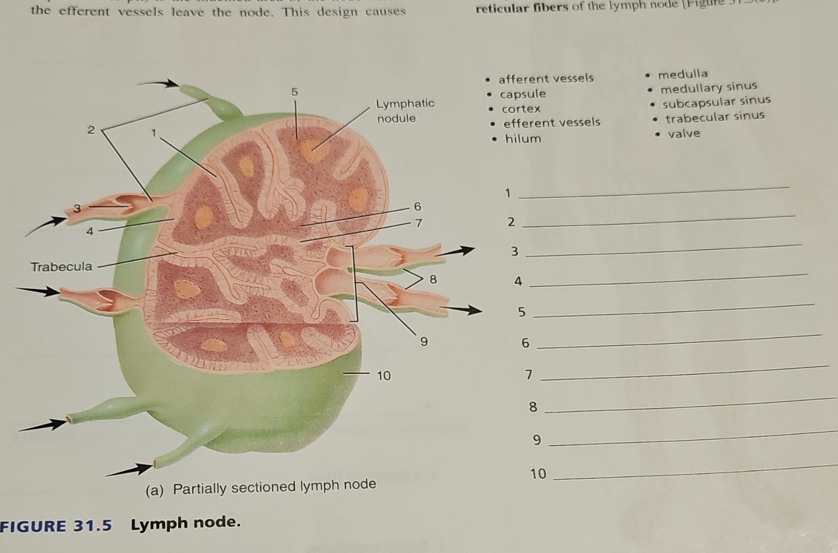 Solved the efferent vessels leave the node. This design | Chegg.com