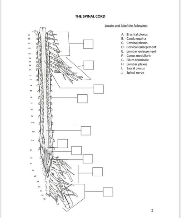 Solved nd label the following: A. Brachial plexus B. Cauda | Chegg.com