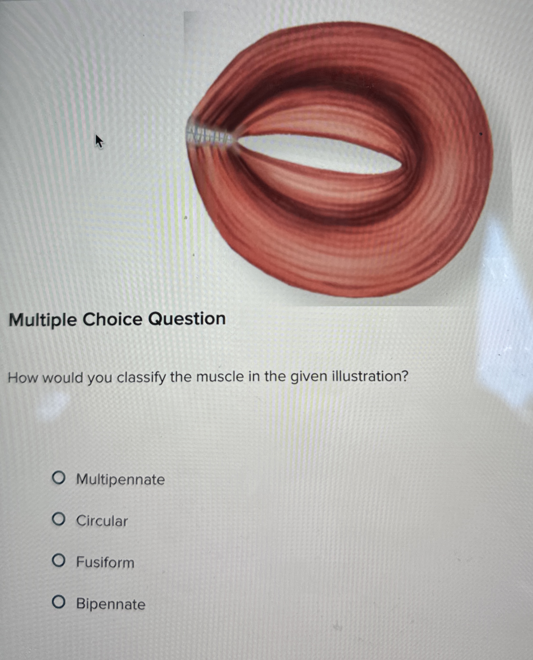 Solved Multiple Choice QuestionHow would you classify the | Chegg.com