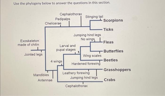 Solved Use the phylogeny below to answer the questions in | Chegg.com