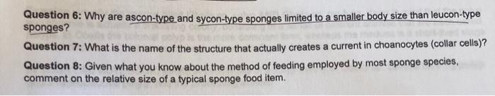 Solved Question 6: Why are ascon-type and sycon-type sponges | Chegg.com