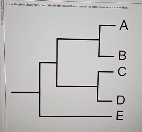 Solved Using the given phylogenetic tree, identify the | Chegg.com