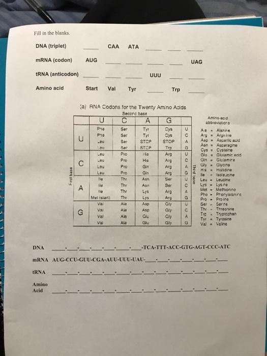 Solved Fill in the blanks CAA ATA DNA (triplet) mRNA (codon) | Chegg.com