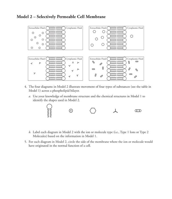 Model 2 - Selectively Permeable Cell Membrane | Chegg.com