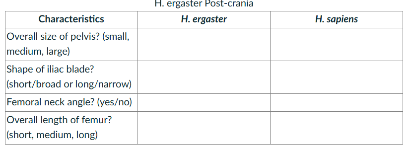 Solved Homo ergaster: Post-crania. Compare the Nariokotome | Chegg.com