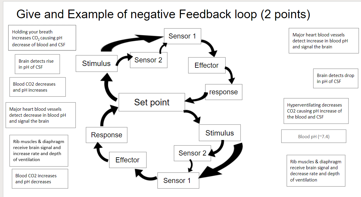 Solved Give and Example of negative Feedback loop (2 | Chegg.com